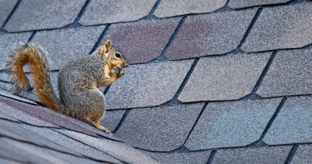 Animals in Your Flue? We Can Help - Houston TX - Lords Chimney